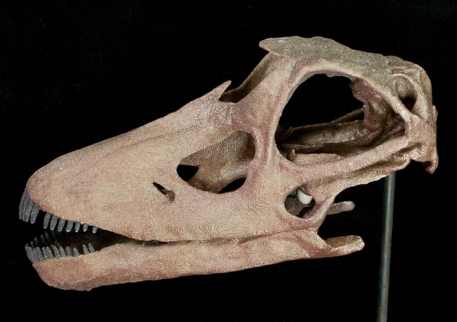 Model Of Diplodocus Skull Paleontology Lab Science