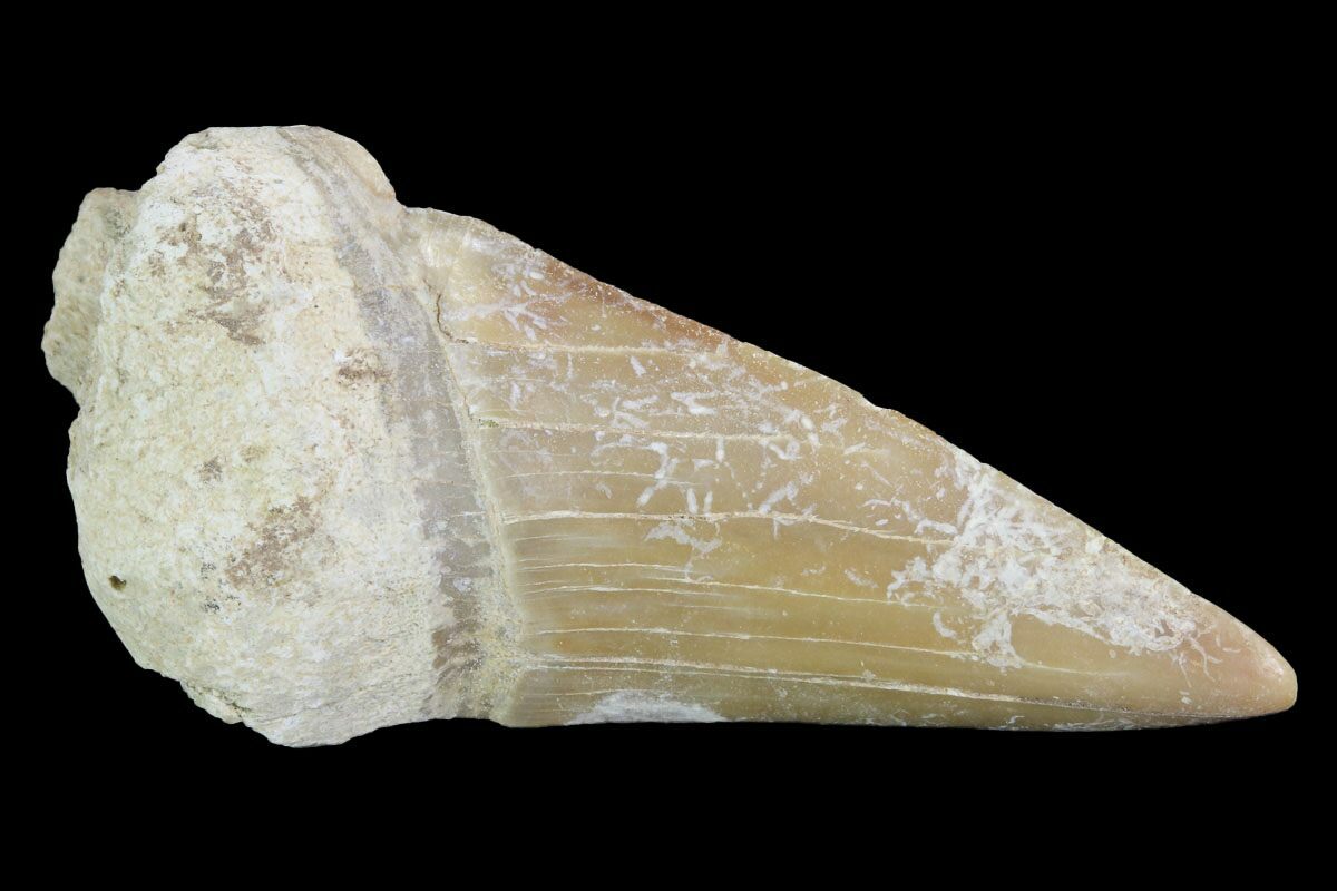 Cretaceous Fossil Fragments (Shark, Mosasaur, Plesiosaur) - 1 lb For ...