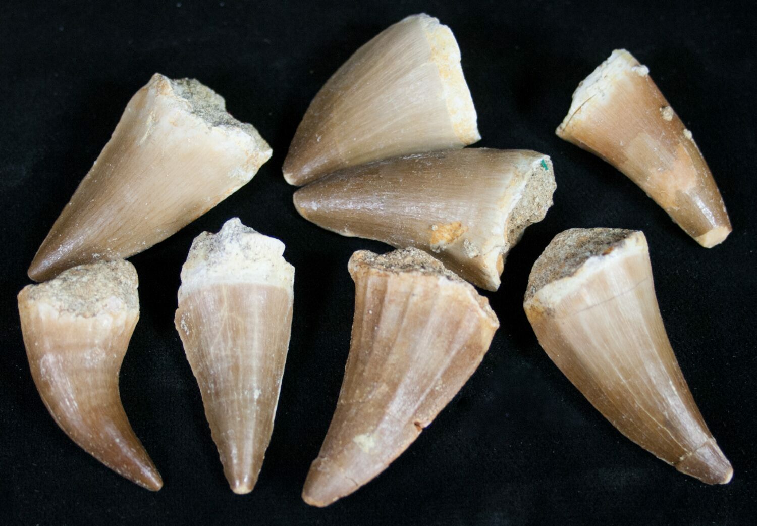 Small Fossil Mosasaur Teeth (3/4" to 1 1/4") For Sale - FossilEra.com