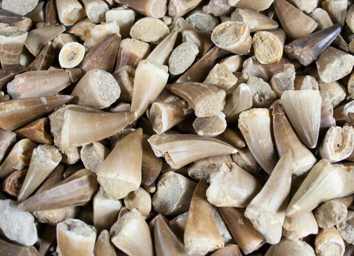 Small Fossil Mosasaur Teeth (3/4" to 1 1/4") For Sale - FossilEra.com