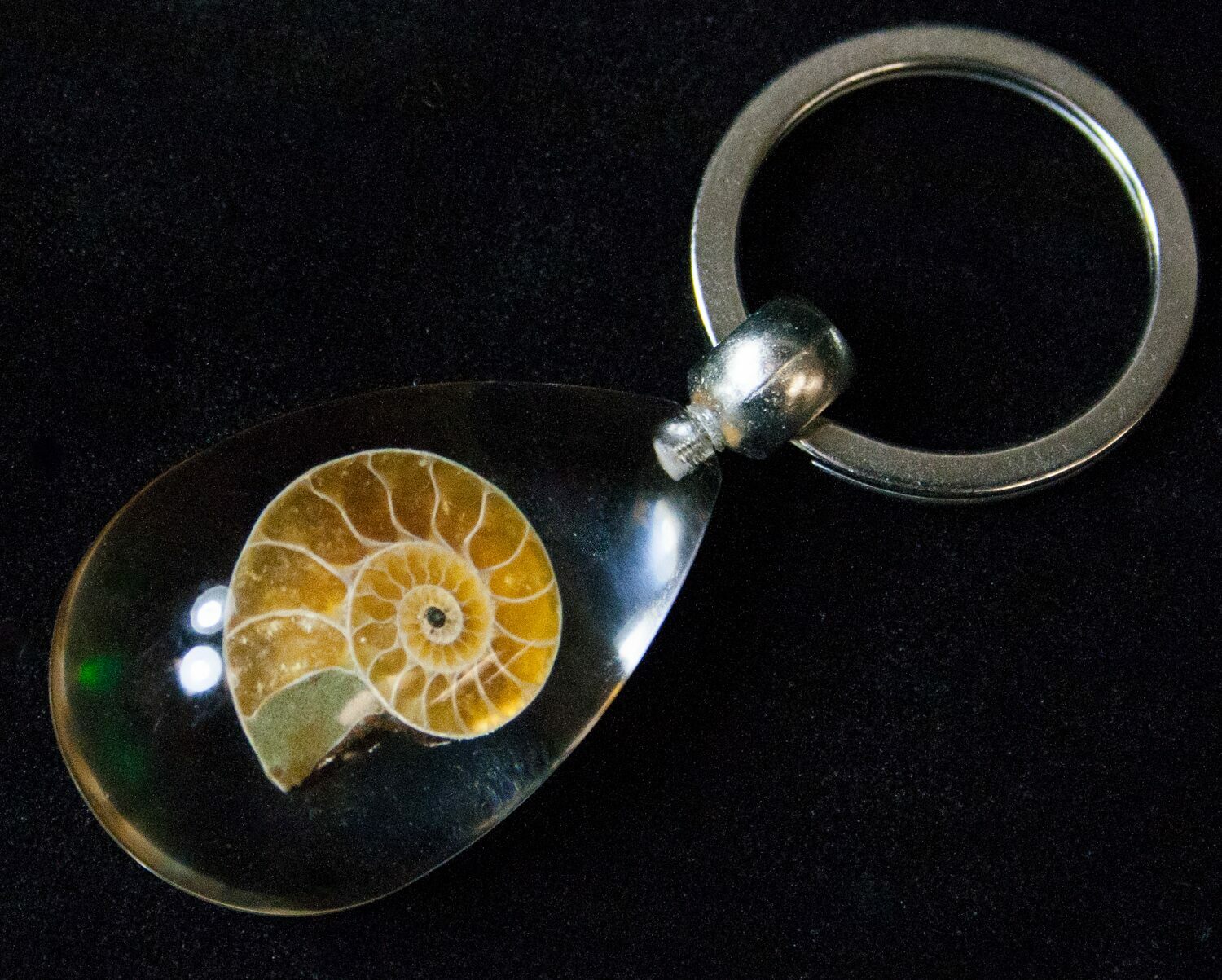 Authentic Fossil Ammonite Keychain - Clear For Sale - FossilEra.com