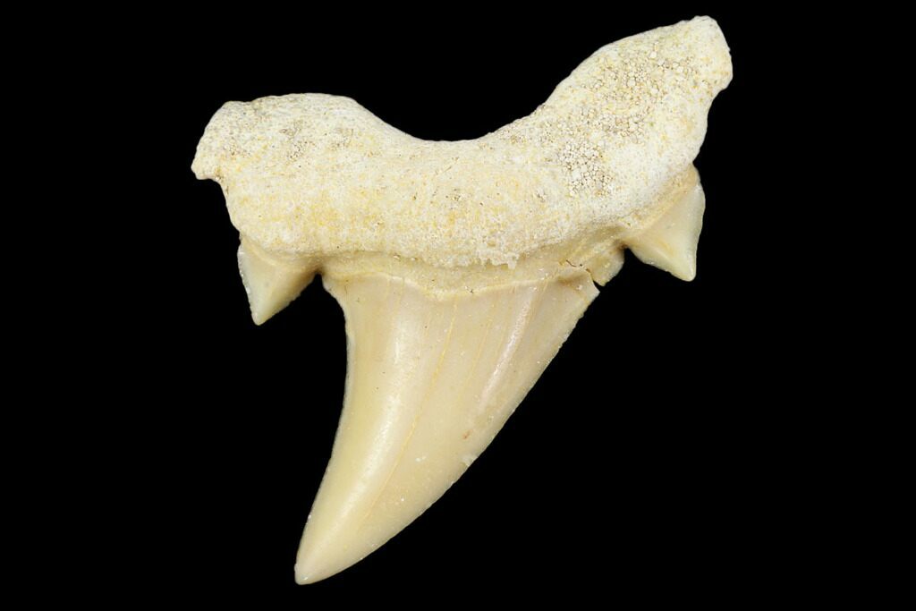Shark Teeth Fossils