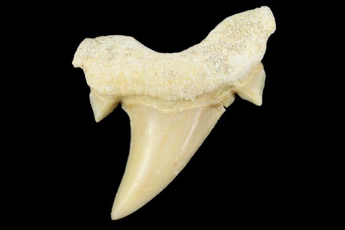 1" Fossil Otodus Shark Teeth - Khouribga, Morocco For Sale - FossilEra.com