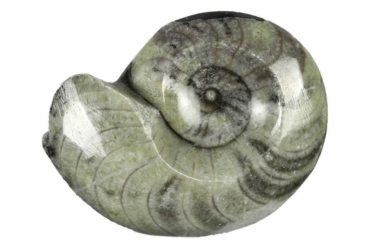 2-3" Polished Fossil Goniatites For Sale - FossilEra.com