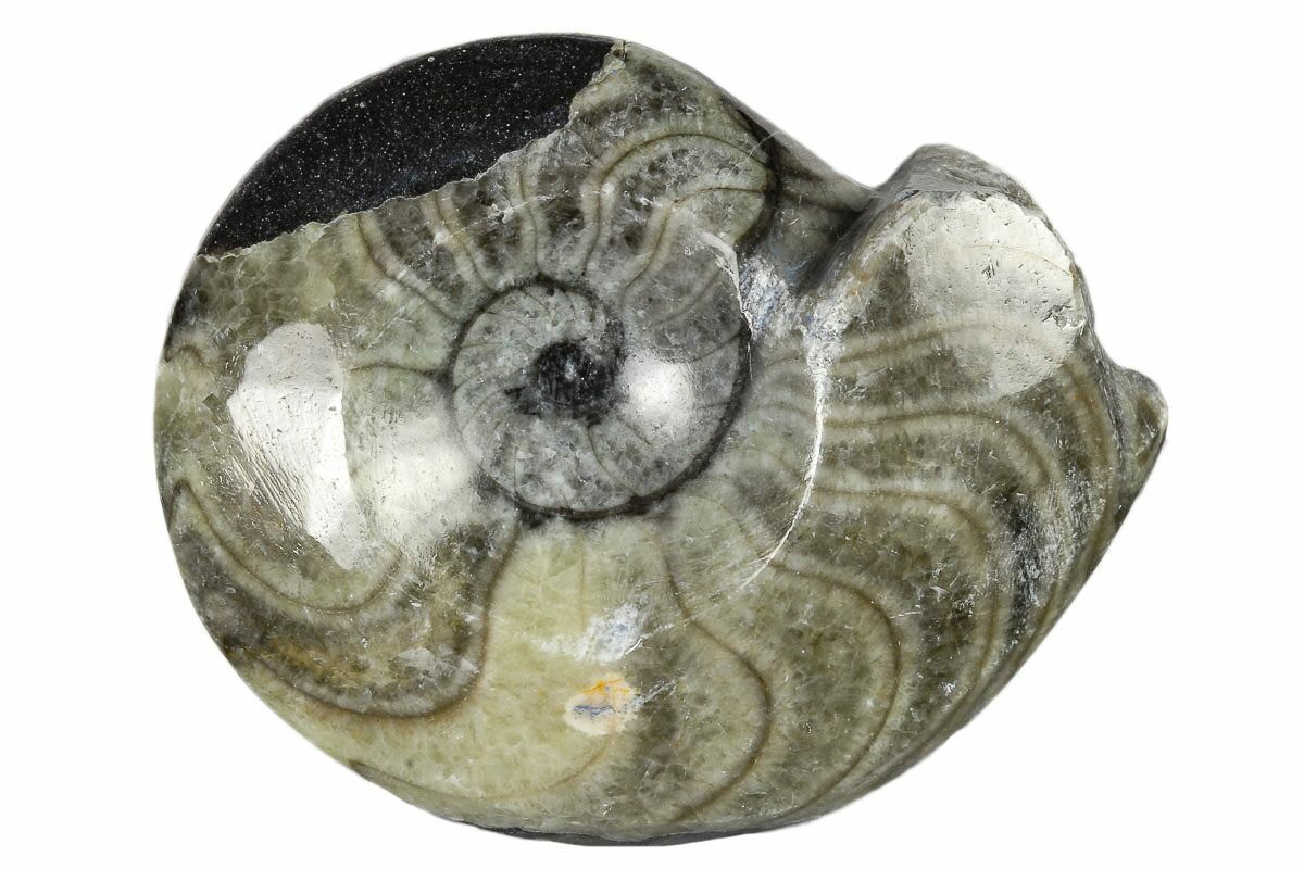 2-3" Polished Fossil Goniatites For Sale - FossilEra.com