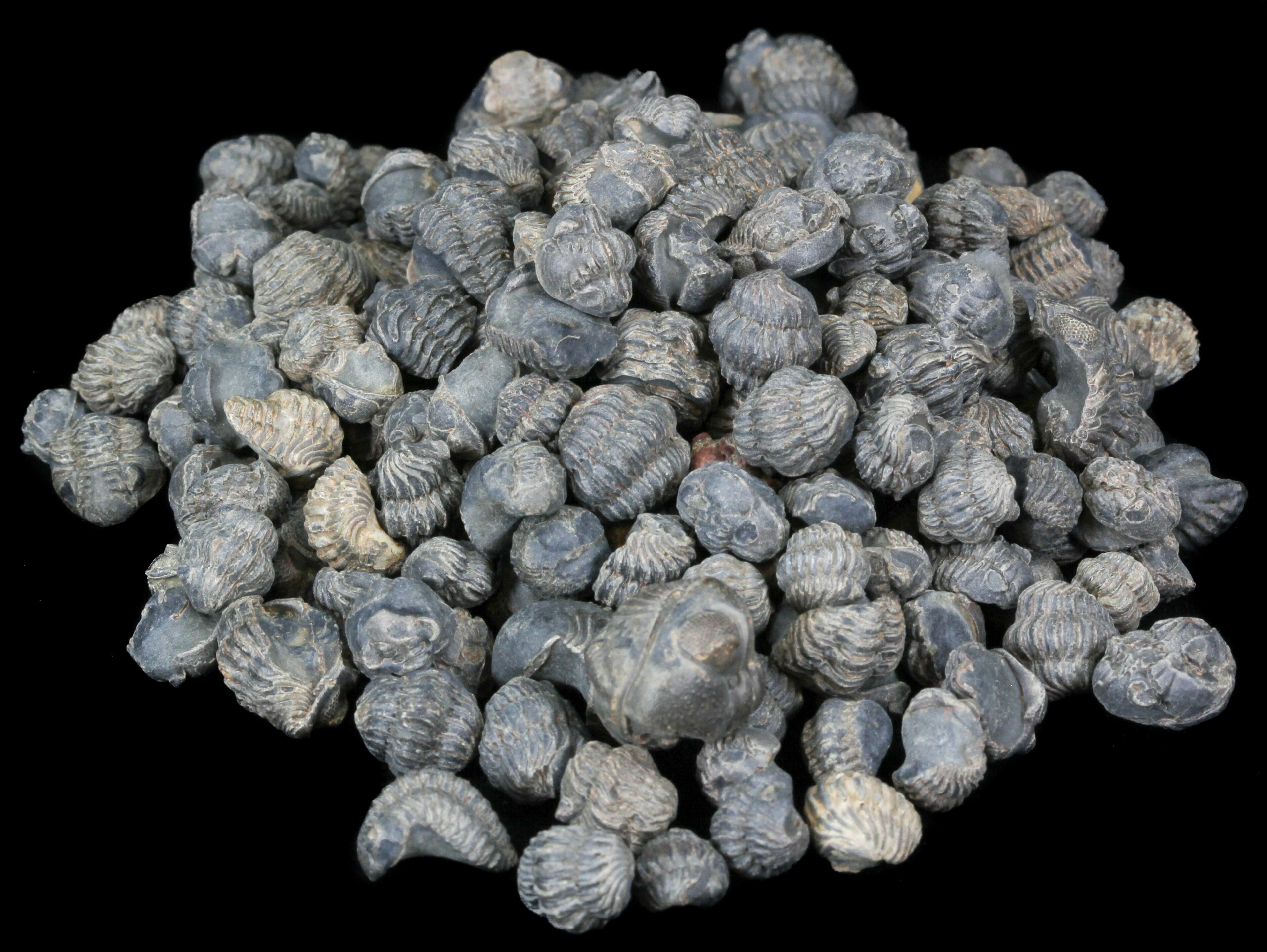 Small Enrolled Trilobite (Acastoides) Fossils For Sale - FossilEra.com