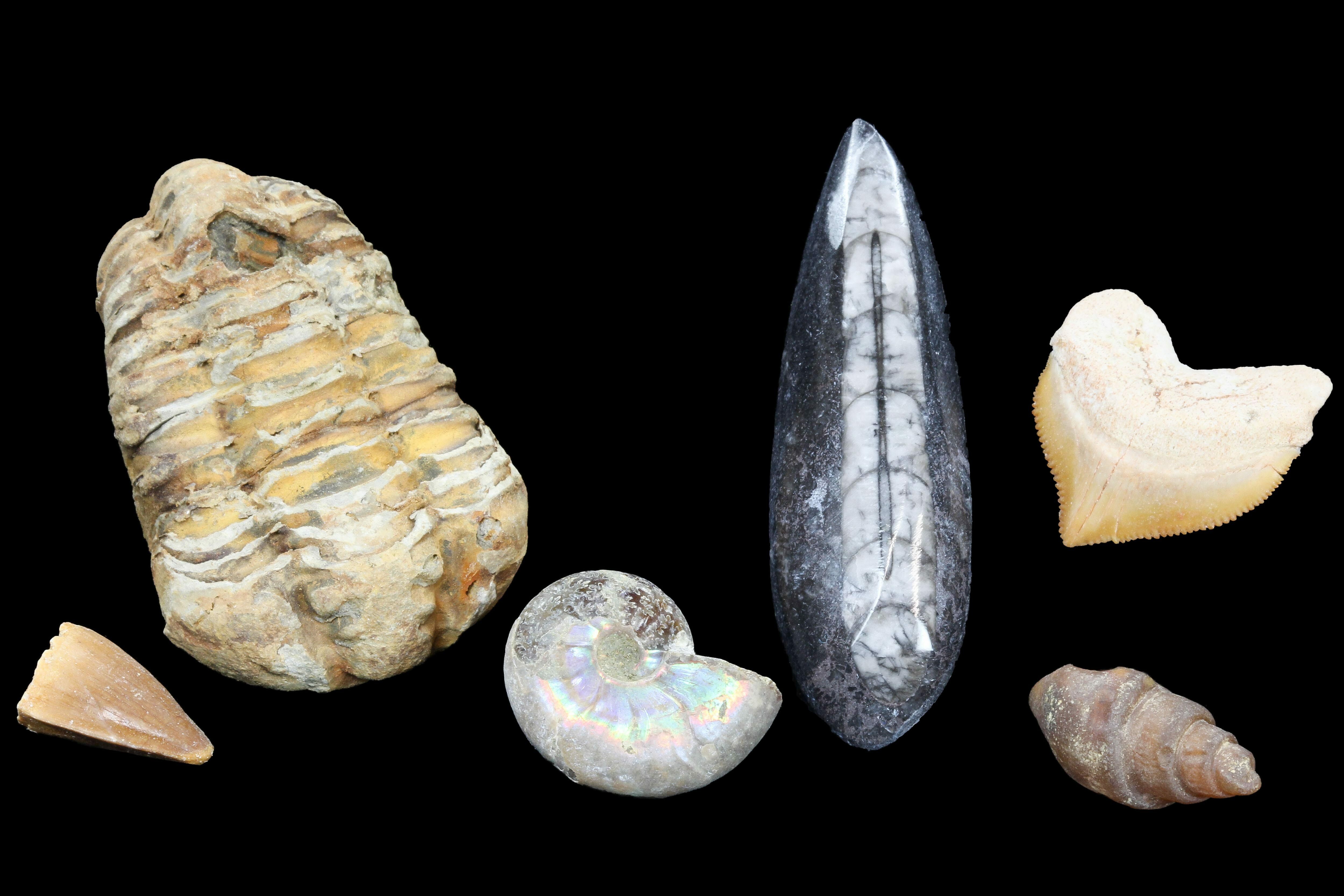 National Fossil Day - Free Fossil Kits For Teachers For Sale ...