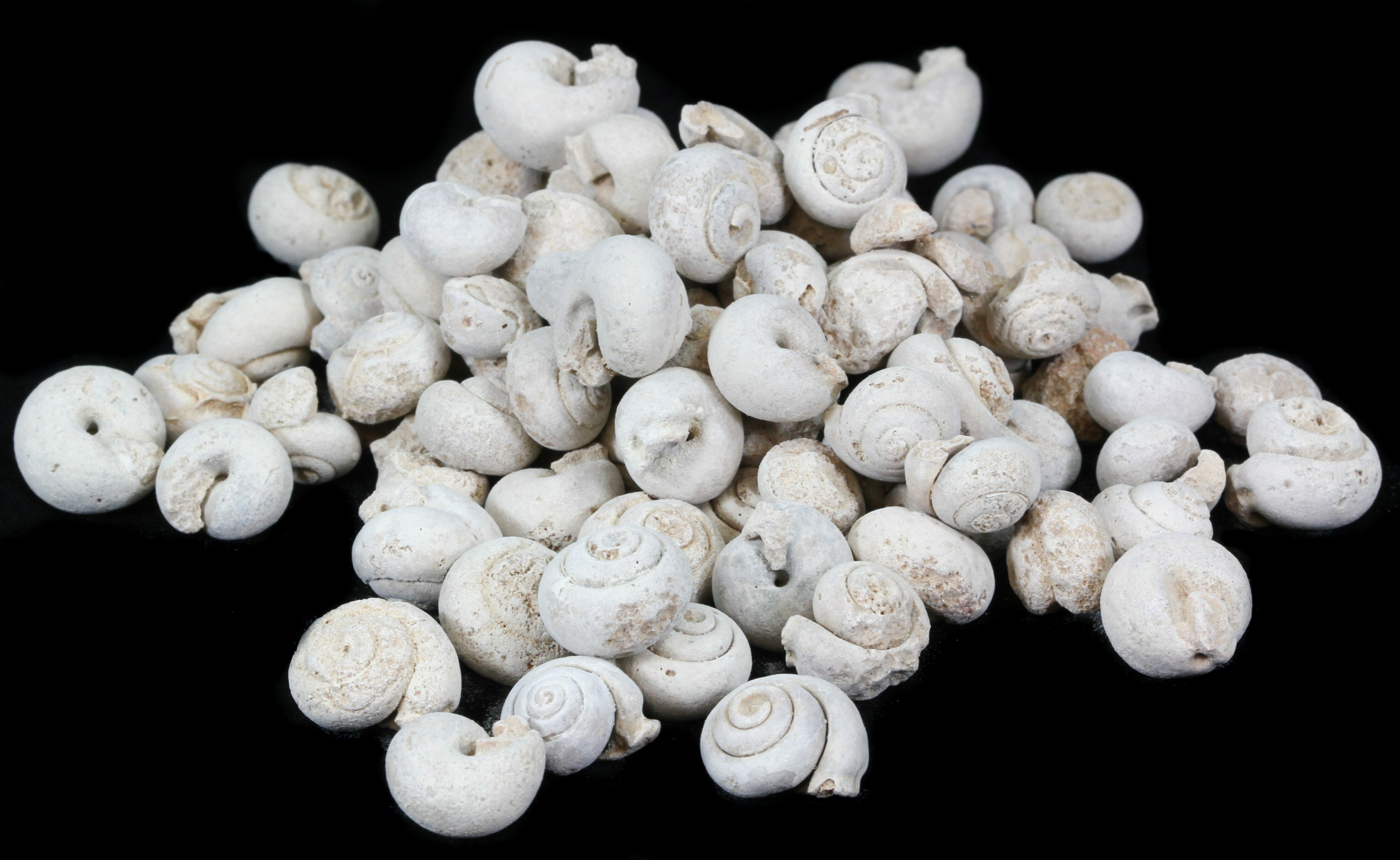 Small Snail Fossils From Morocco For Sale - FossilEra.com