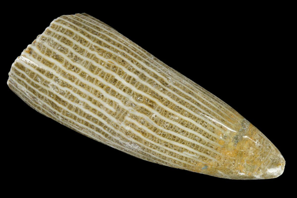 1-2" Polished Devonian Fossil Horn Coral For Sale - FossilEra.com