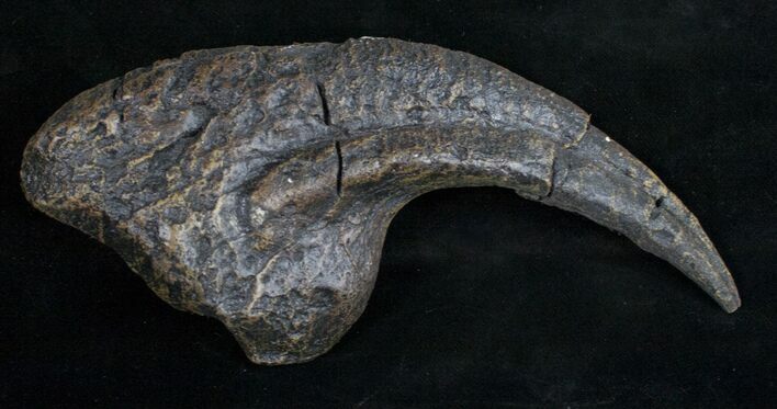7" Replica Allosaurus Hand Claw ** Replica ** For Sale - FossilEra.com