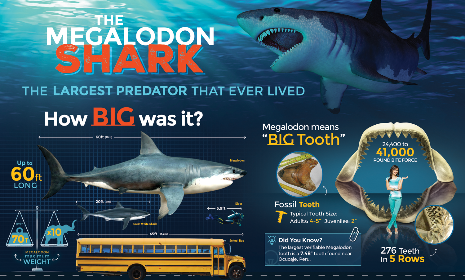 24x36" Megalodon Infographic Poster (Glossy) For Sale - FossilEra.com