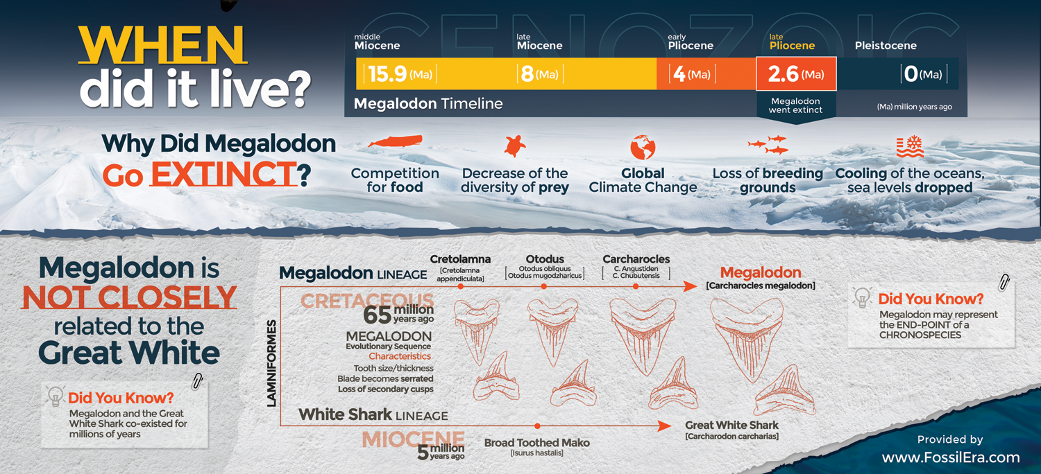 24x36" Megalodon Infographic Poster (Glossy) For Sale - FossilEra.com