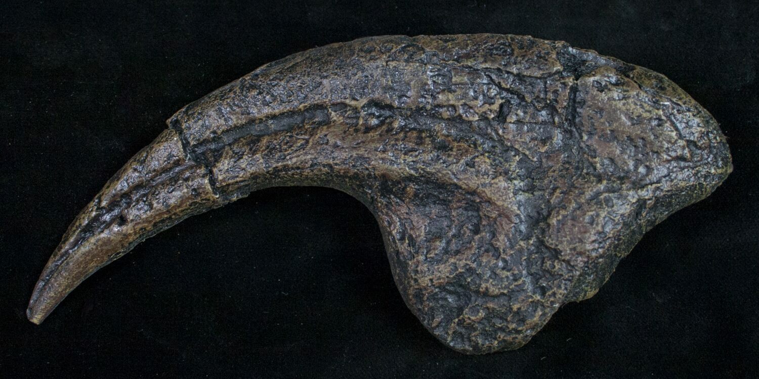 7" Replica Allosaurus Hand Claw ** Replica ** For Sale - FossilEra.com