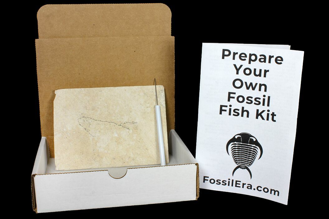 Prepare Your Own Fossil Fish Kit - Cockerellites (Priscacara) For Sale ...