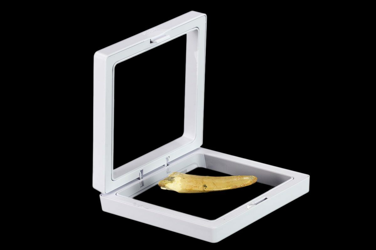 3.5" (Medium) Floating Frame Display Case With Stands - White For Sale ...