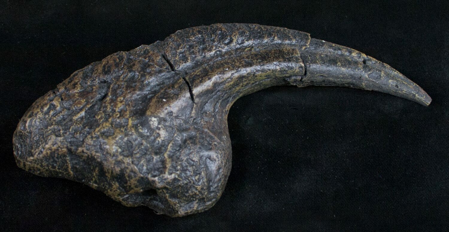 7" Replica Allosaurus Hand Claw ** Replica ** For Sale - FossilEra.com