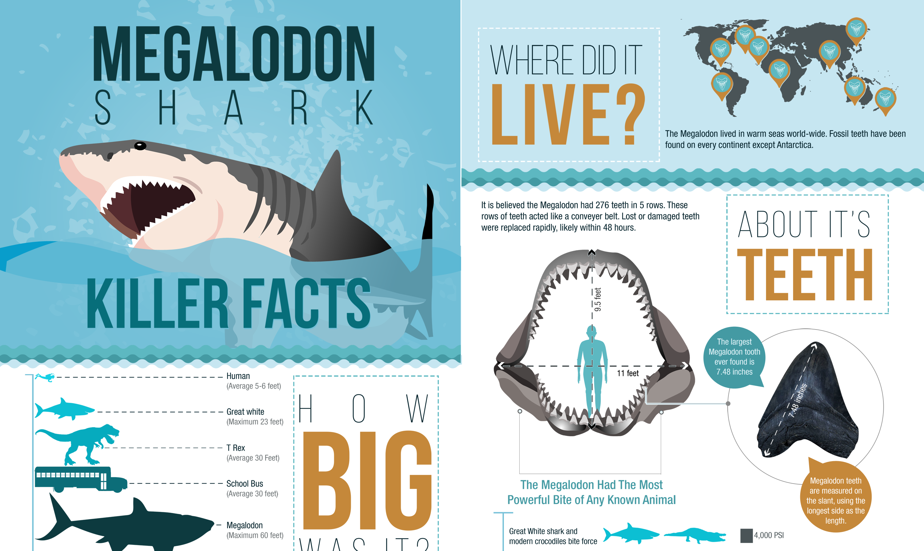 24x36" Megalodon Infographic Poster (Matte) For Sale - FossilEra.com