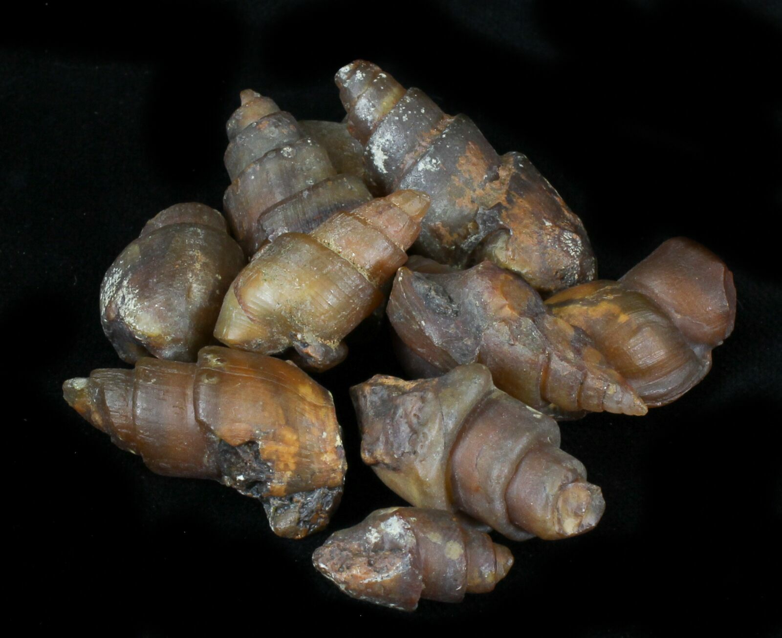 Agatized Fossil Gastropods - 3 Pieces For Sale - FossilEra.com