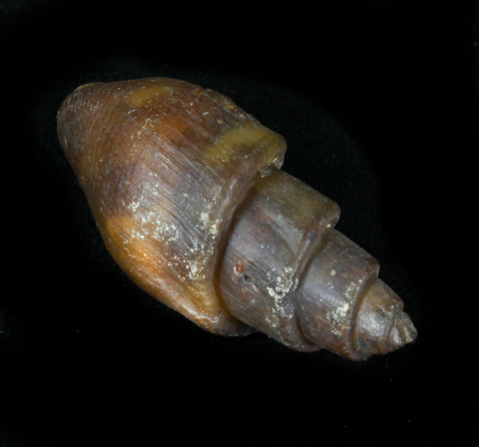 Bulk Agatized Fossil Gastropod - 25 Pack For Sale - FossilEra.com