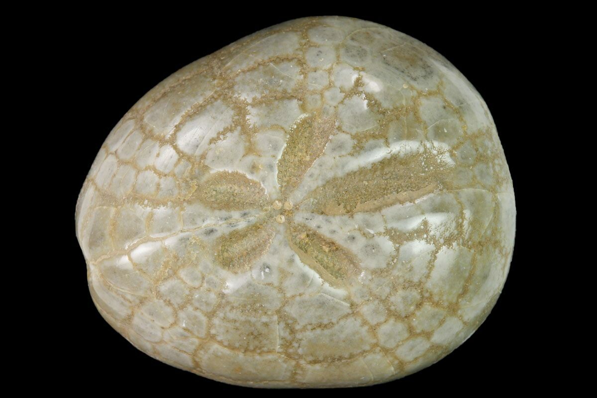 1" Polished, Cretaceous Fossil Echinoids (Sea Urchins) For Sale ...