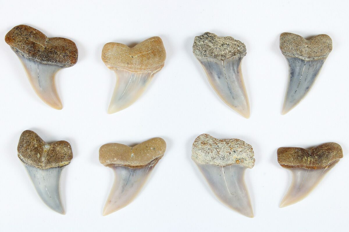1 to 1 1/4" Fossil Shark Teeth (Carcharodon planus) - Bakersfield, CA ...