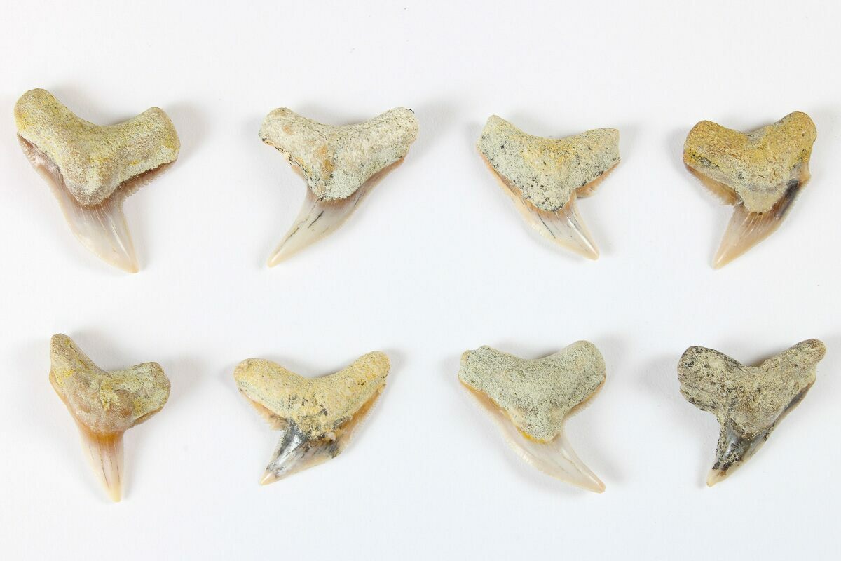 1" Fossil Long-Toothed Tiger Shark (Physogaleus) Teeth - Bakersfield ...