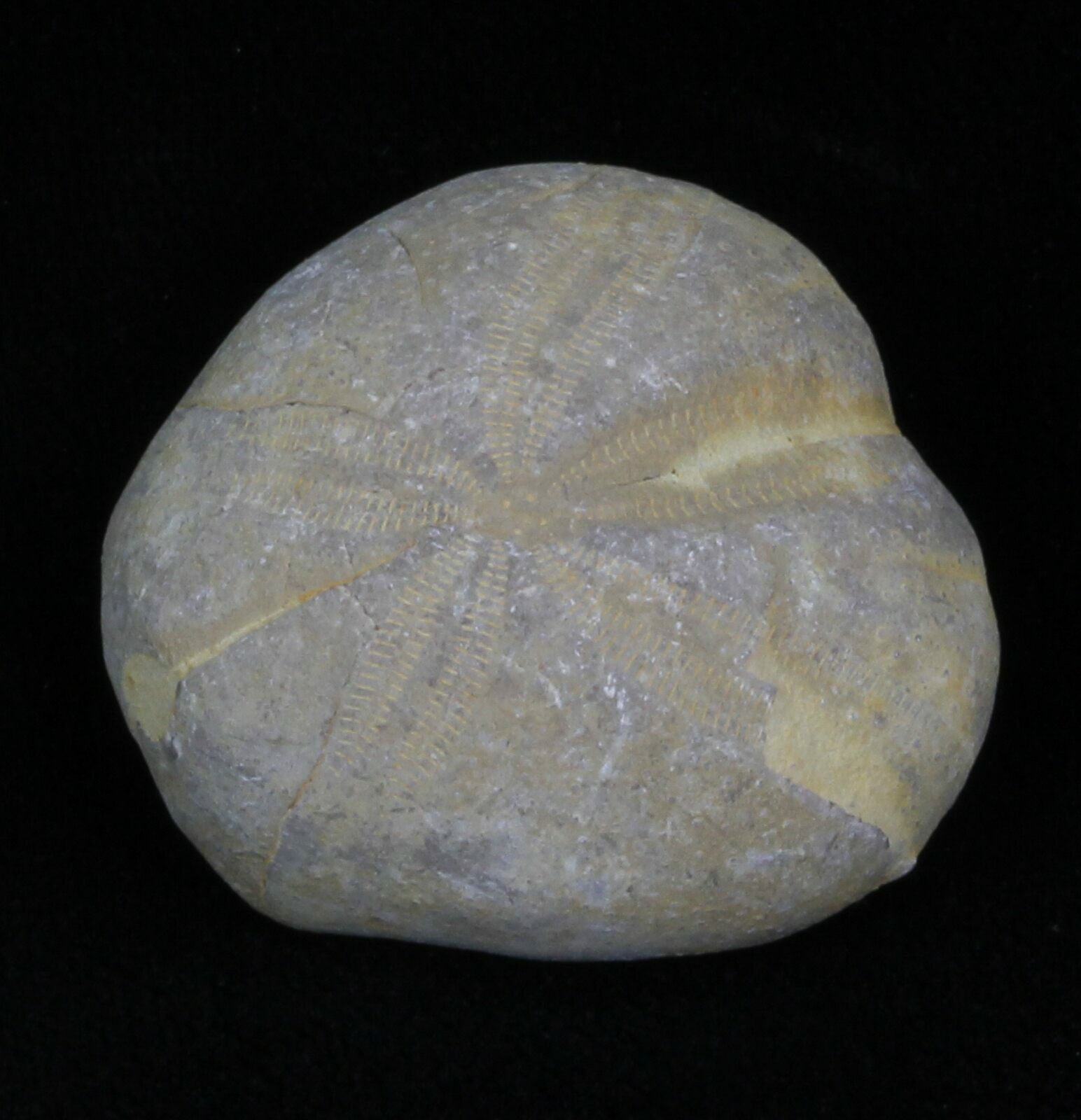 Bulk Fossil Sea Urchin (Micraster) - 10 Pack For Sale - FossilEra.com