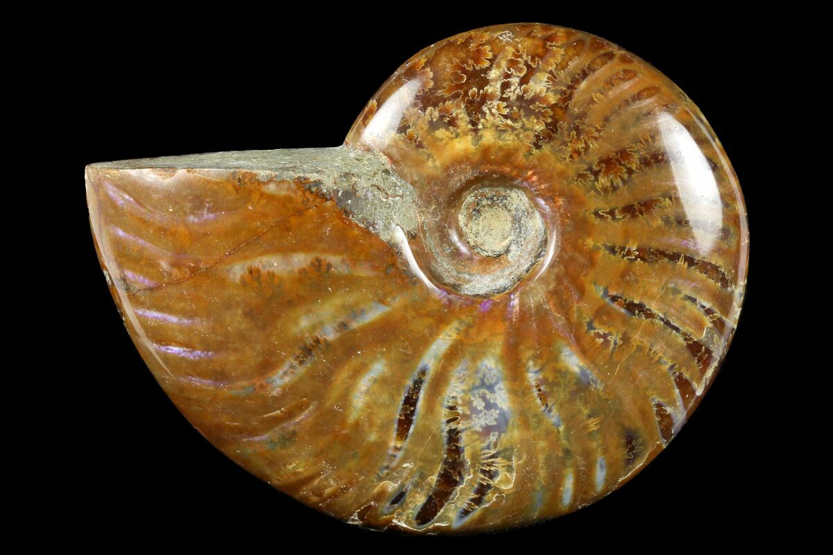 2 to 2 1/2" Flashy Red Iridescent Ammonite Fossil For Sale - FossilEra.com