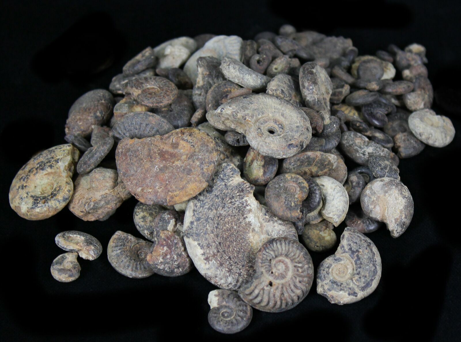 Small Pyritized Ammonite Fossils - 3oz (~25 pieces) For Sale ...