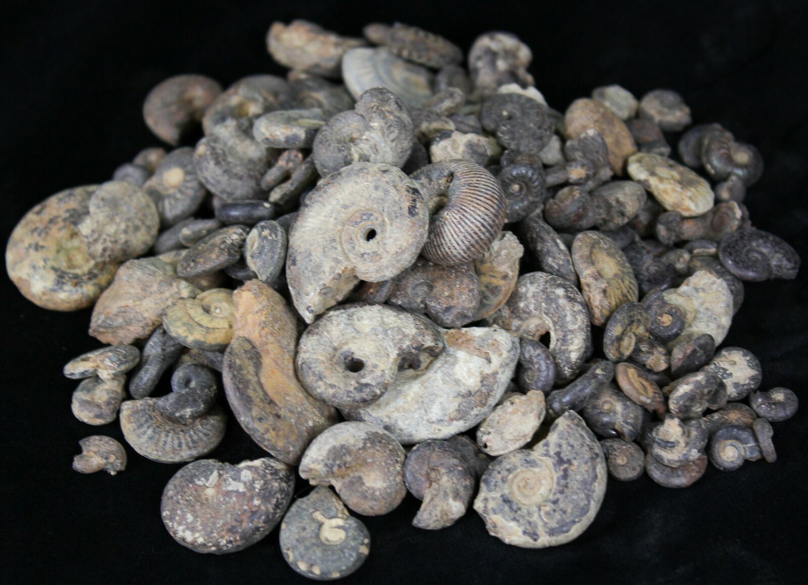 Small Pyritized Ammonite Fossils - 3oz (~25 pieces) For Sale ...