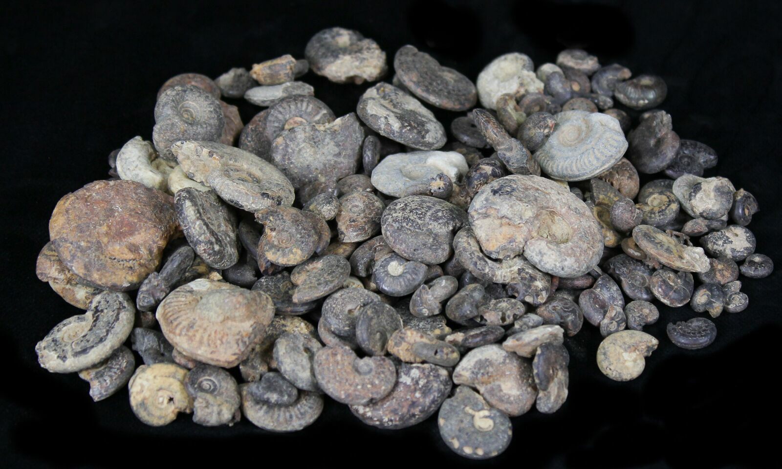 Small Pyritized Ammonite Fossils - 3oz (~25 pieces) For Sale ...