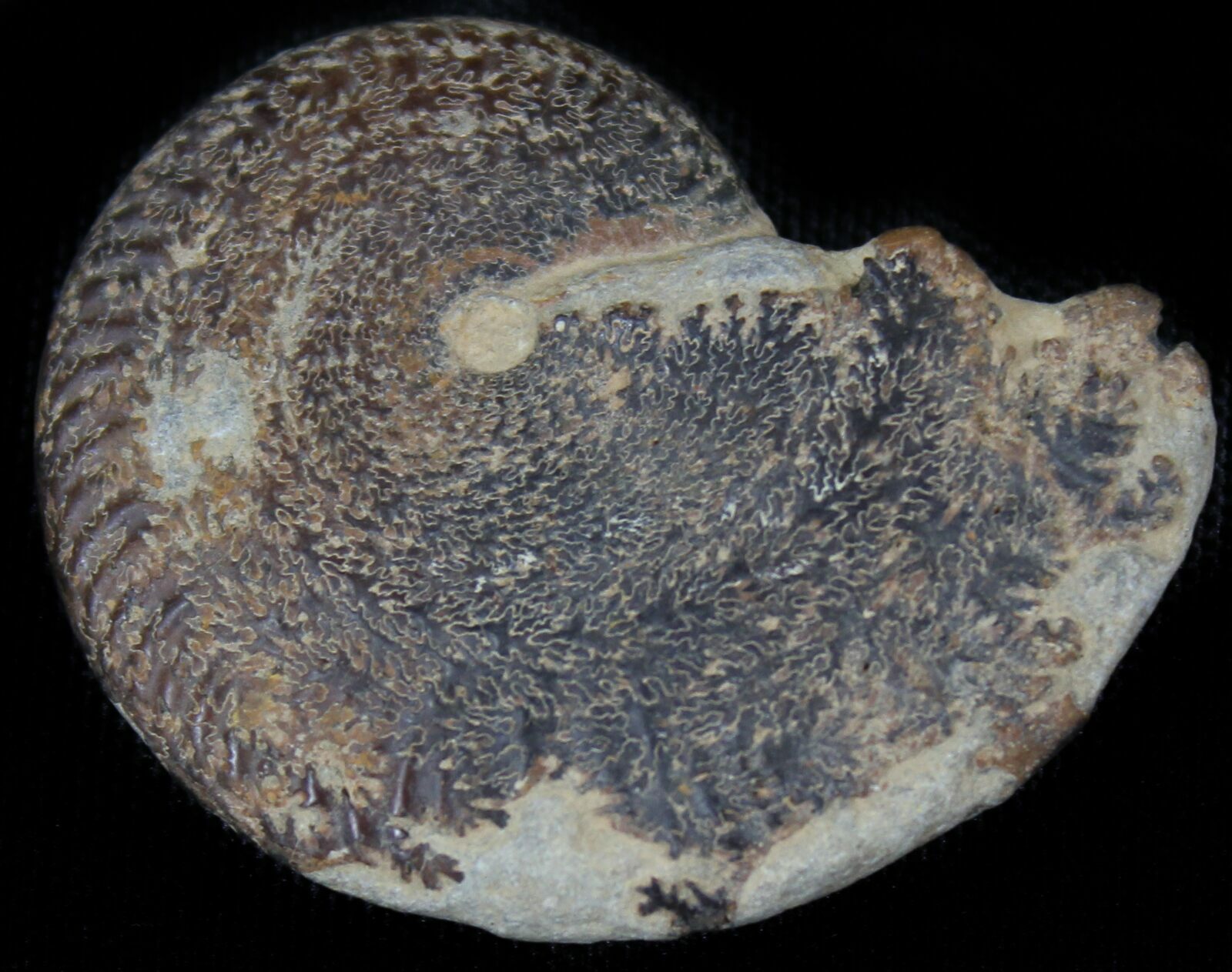 Bulk Small Pyritized Ammonites - 3oz (~20-30 pieces) For Sale ...