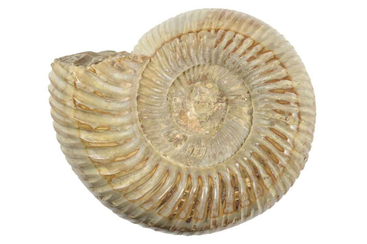 1 1/4" Polished Perisphinctes Ammonite Fossils - Madagascar For Sale ...