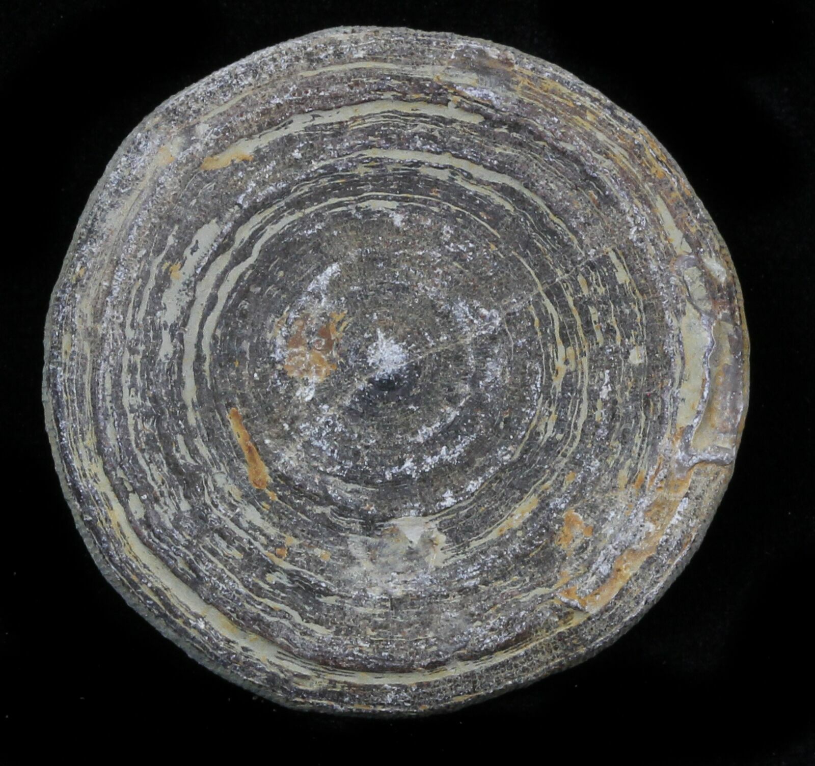 Bulk Coral (Cyclolites) Fossils- 10 Pack For Sale - FossilEra.com