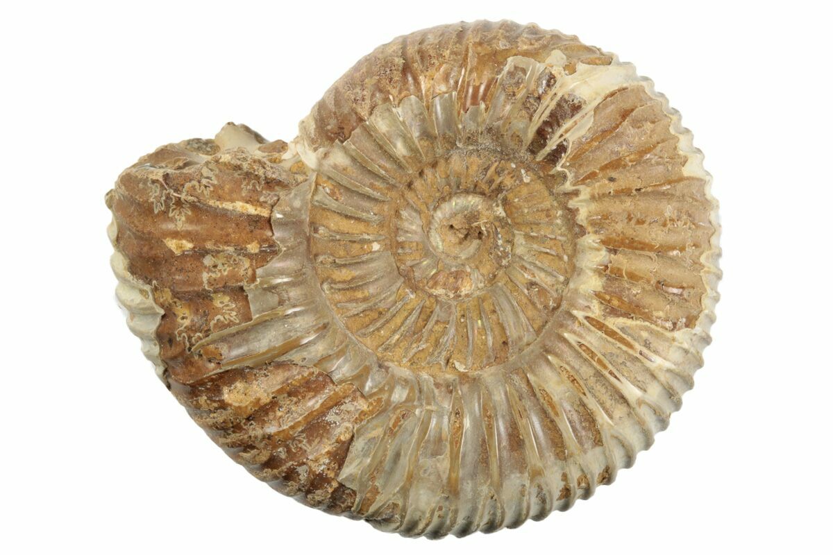 1 1/2" Polished Perisphinctes Ammonite Fossils - Madagascar For Sale ...
