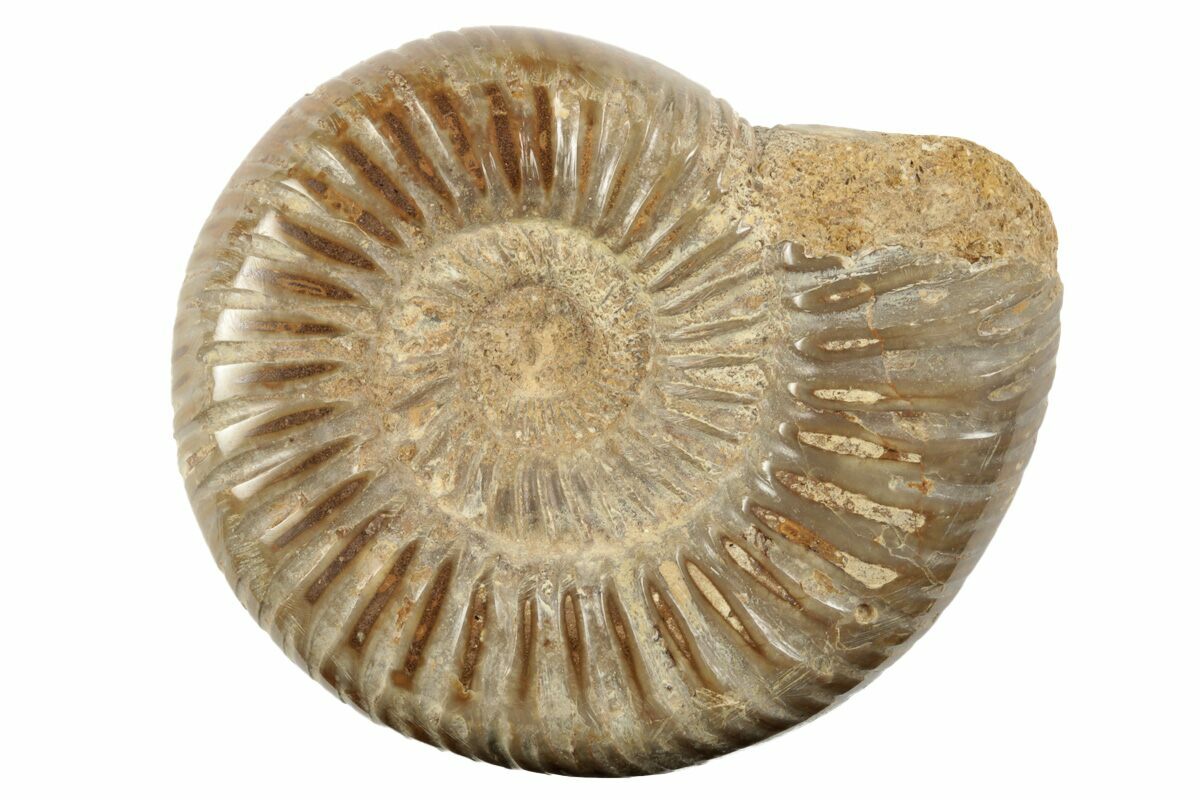 2" Polished Perisphinctes Ammonite Fossils - Madagascar For Sale ...