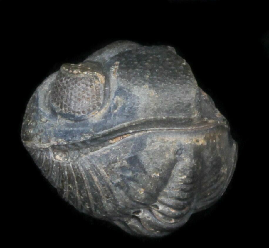 Bulk Small Enrolled Trilobite Fossils- 25 Pack For Sale - FossilEra.com