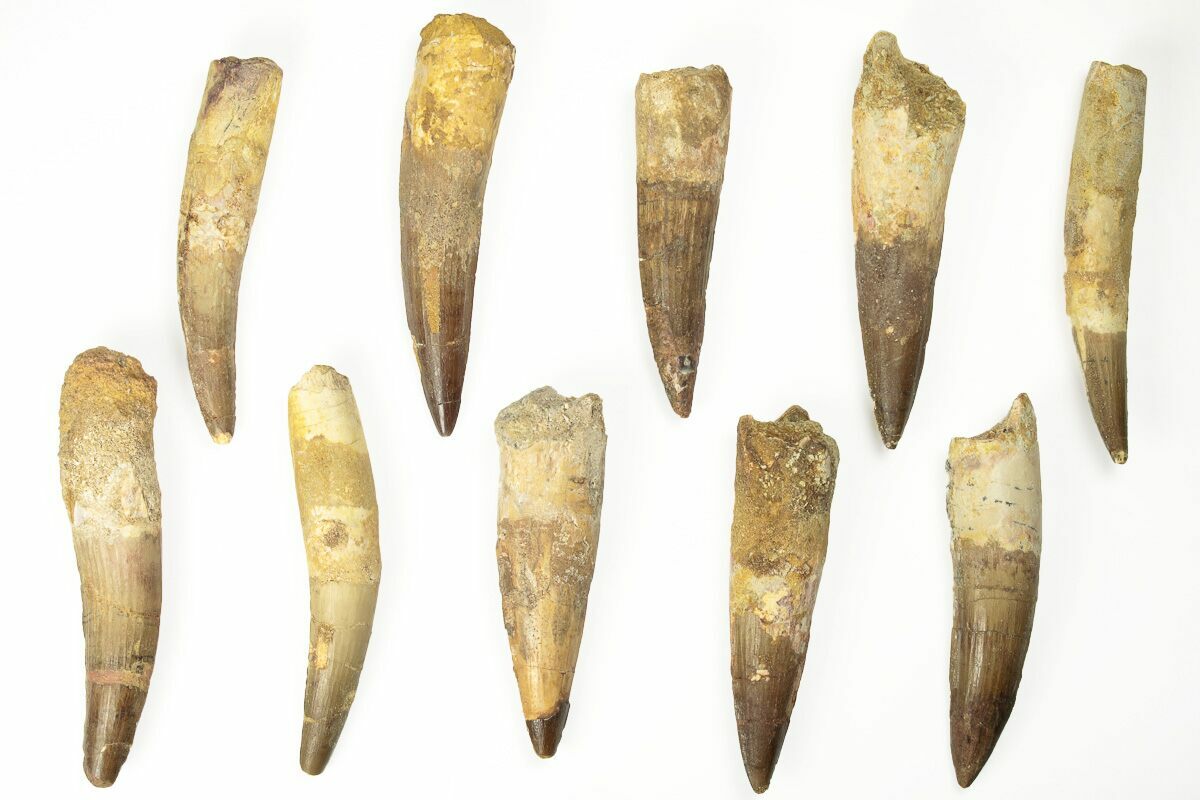Clearance: 3" Fossil Spinosaurus Teeth - Heavily Restored For Sale ...