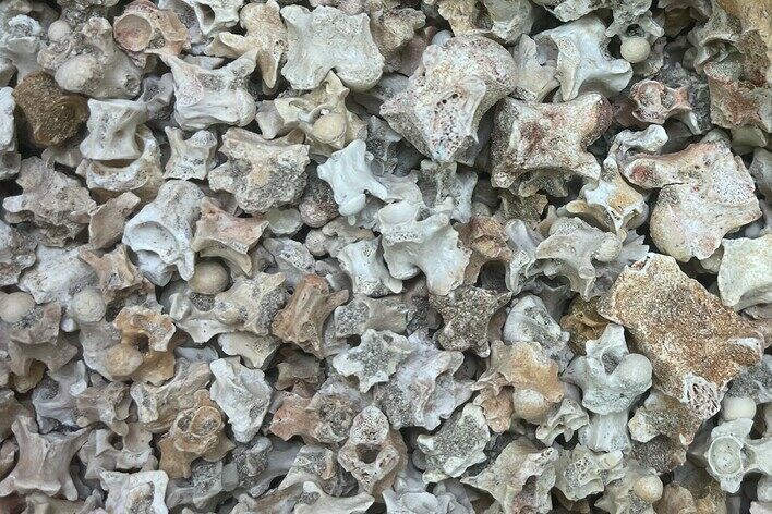 Eocene-Aged Fossil Sea Snake (Palaeophis) Vertebrae - Morocco For Sale ...