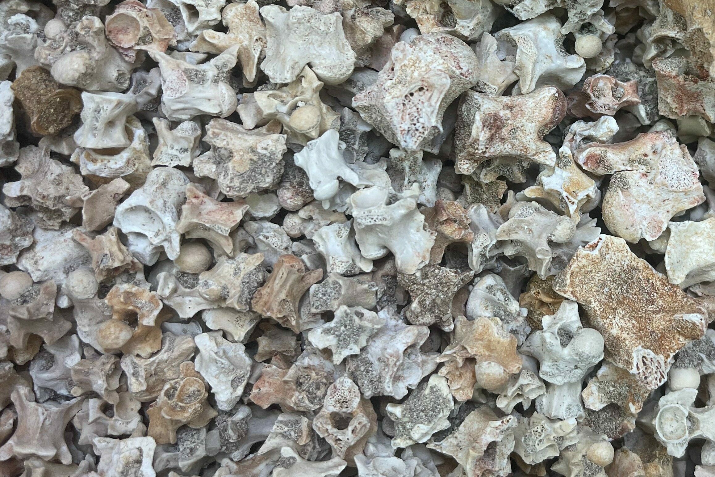 Eocene-Aged Fossil Sea Snake (Palaeophis) Vertebrae - Morocco For Sale ...