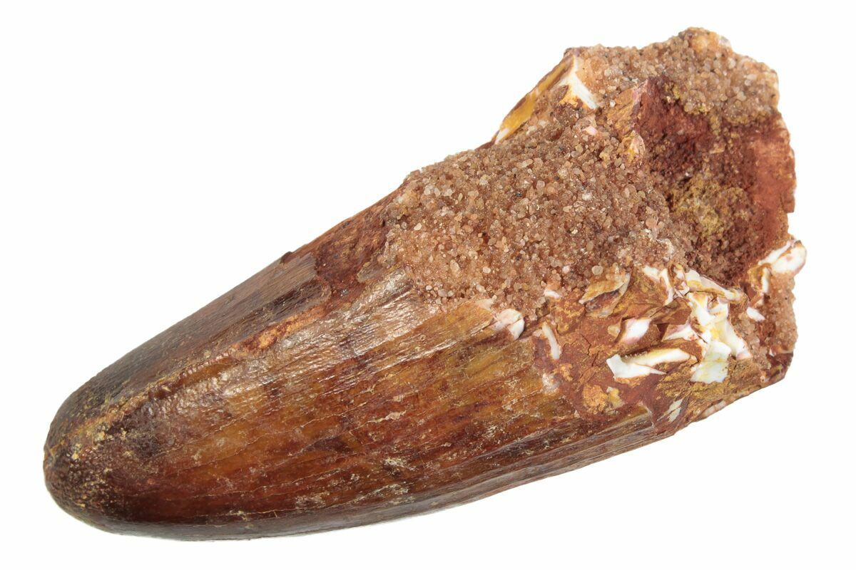 Cretaceous-Aged Fossil Crocodile Teeth For Sale - FossilEra.com