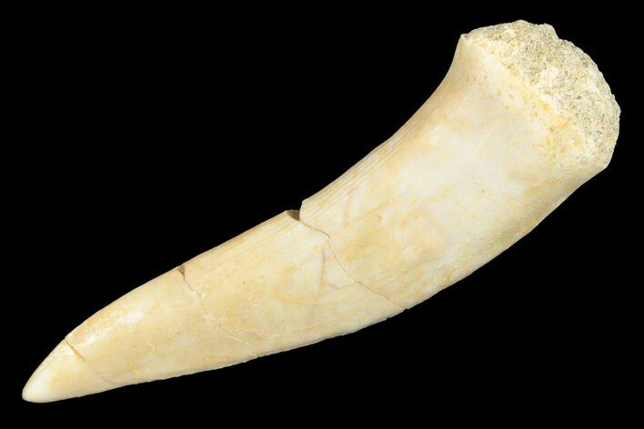 Fossil Fish (Enchodus) Fangs - Large Size For Sale - FossilEra.com