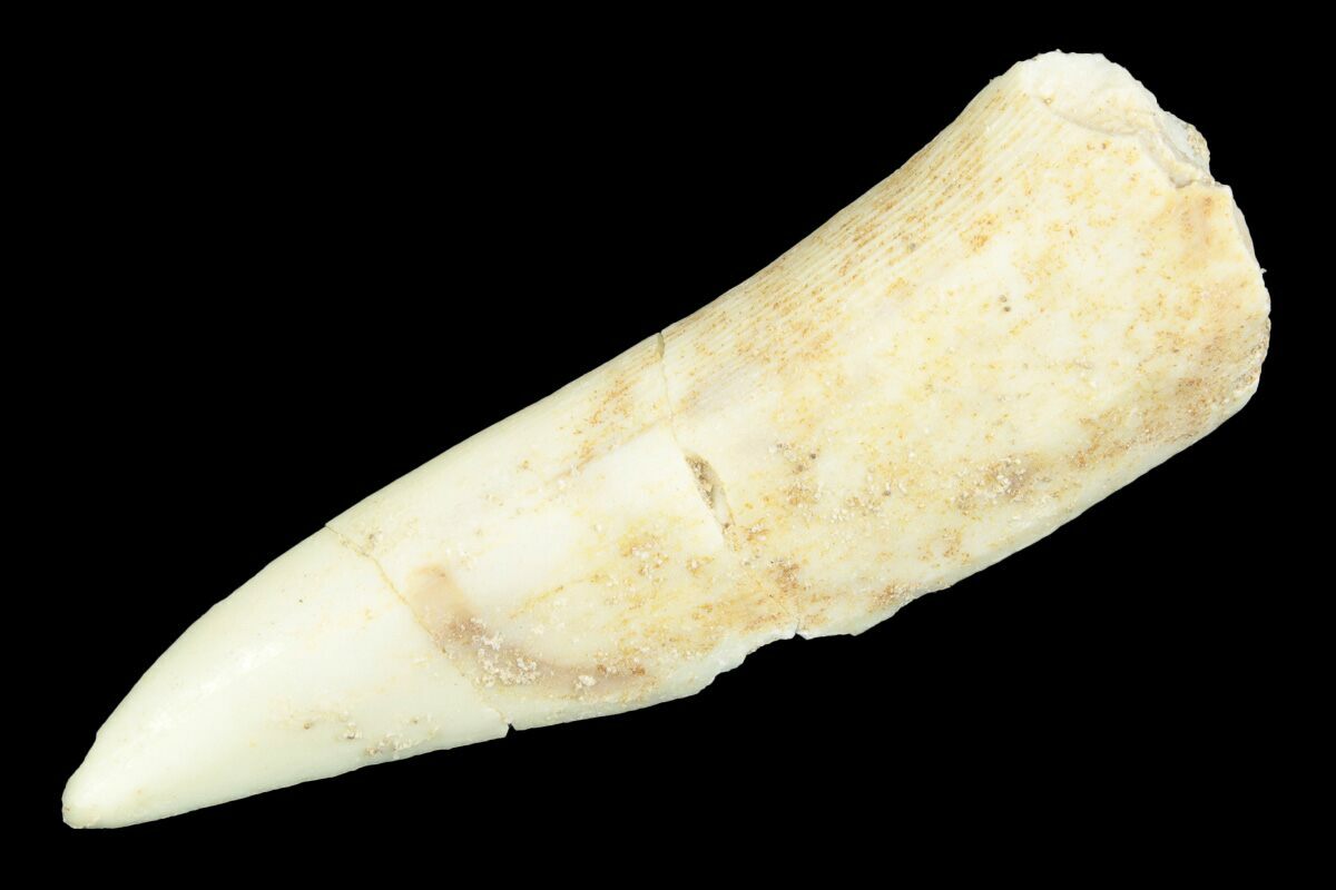 Fossil Fish (Enchodus) Fangs - Small Size For Sale - FossilEra.com