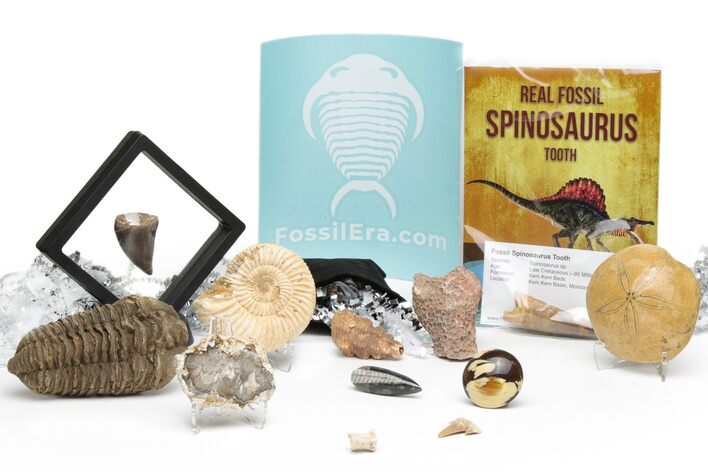 Holiday Fossil Gift Box For Sale - FossilEra.com