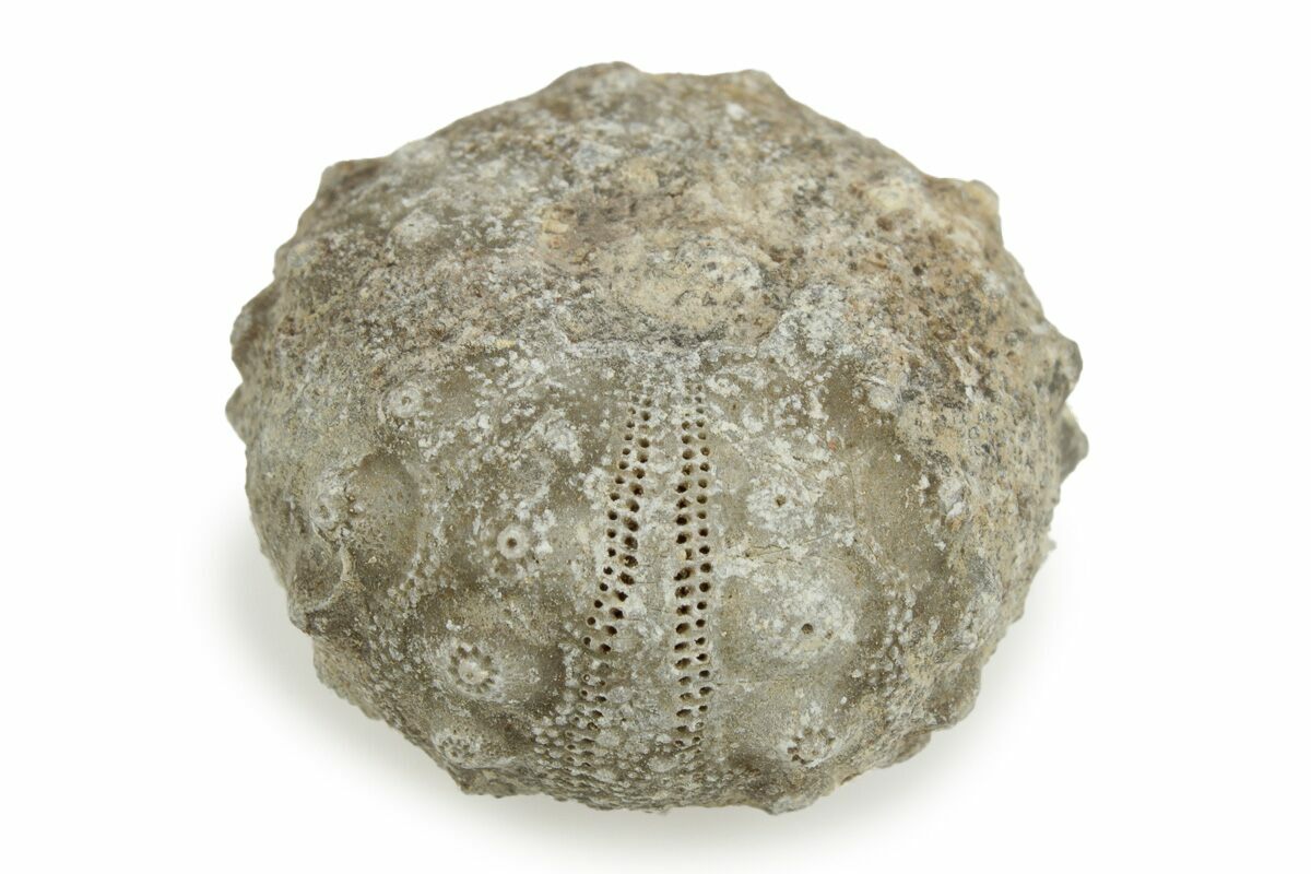 1" Jurassic Fossil Echinoids (Sea Urchins) - Morocco For Sale ...