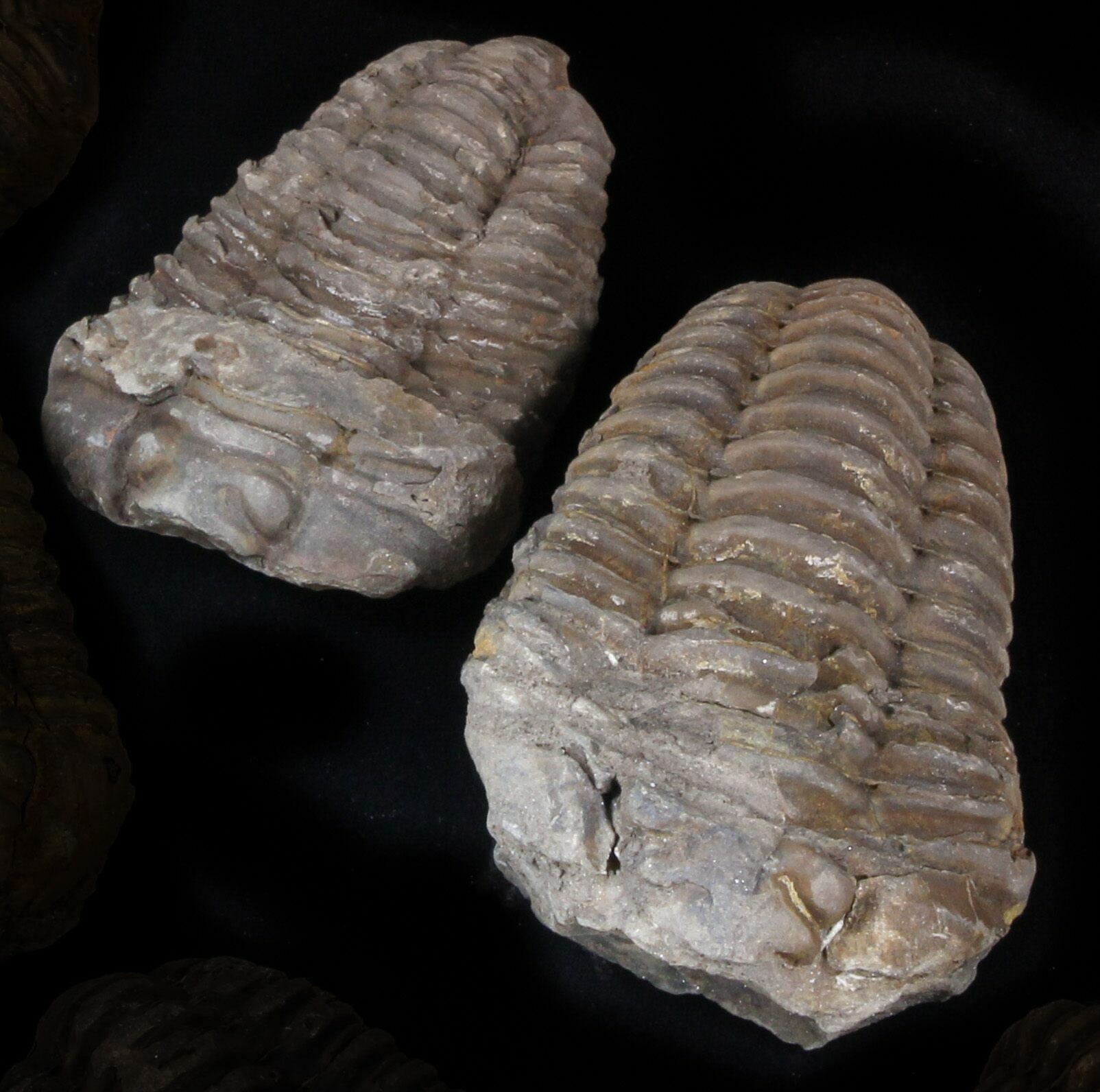 Bulk Large Calymene Trilobite Fossils - 3 Pack For Sale - FossilEra.com