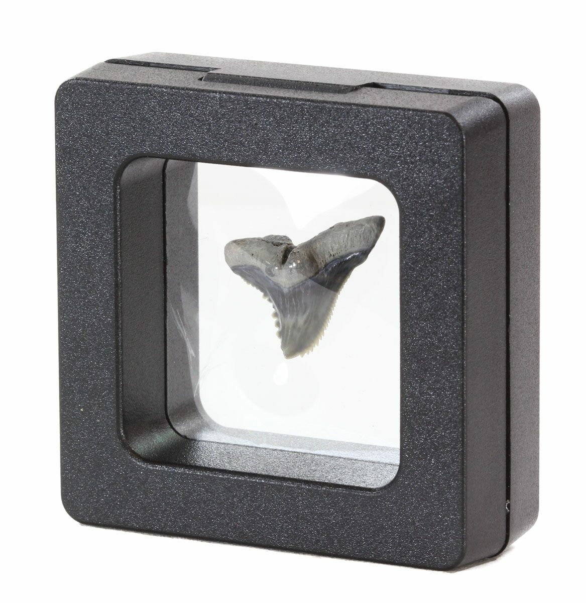 Extra Small Floating Frame Display Case - 2" For Sale - FossilEra.com
