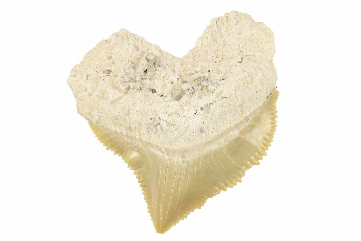 Cretaceous Fossil Crow Shark (Squalicorax) Teeth For Sale - FossilEra.com