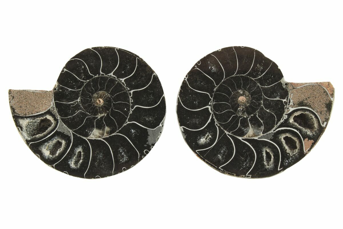 Black Cut & Polished Ammonite Fossils - 1 1/4 to 1 1/2" Size For Sale ...