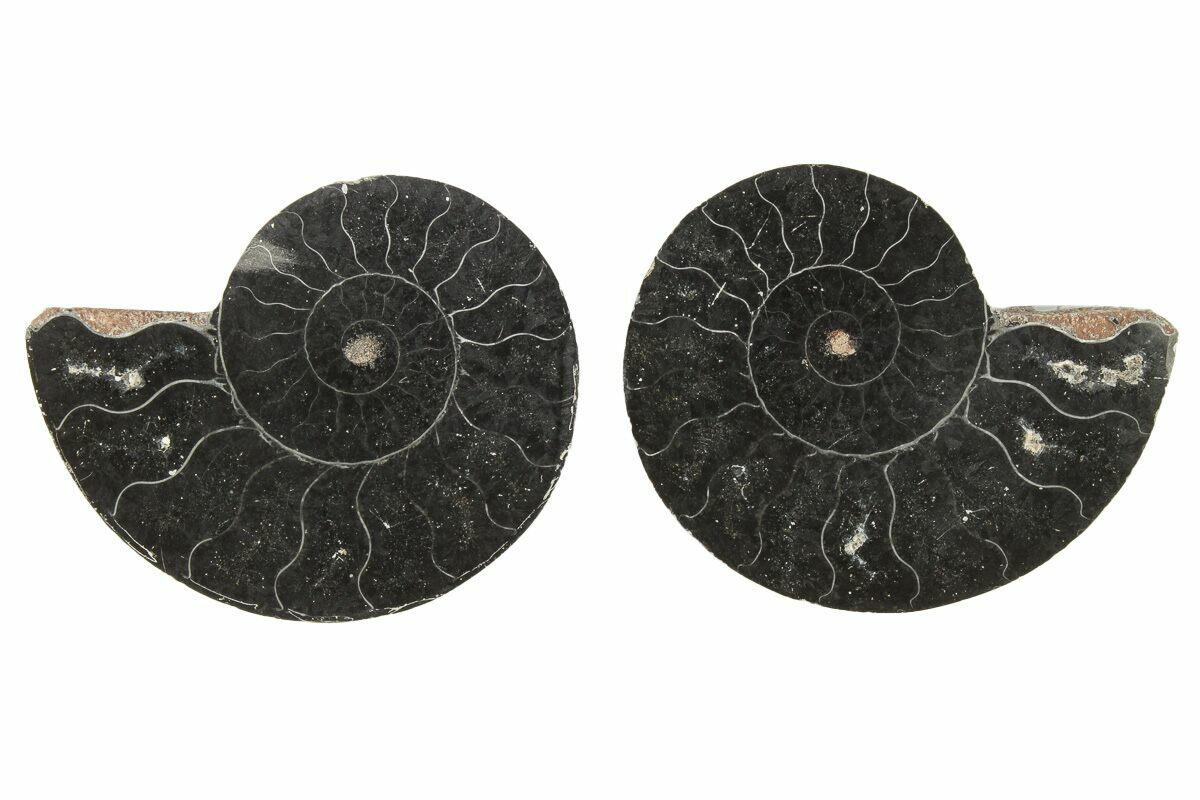Black, Cut & Polished, Ammonite Fossils - 2 to 2 1/2" Size For Sale ...